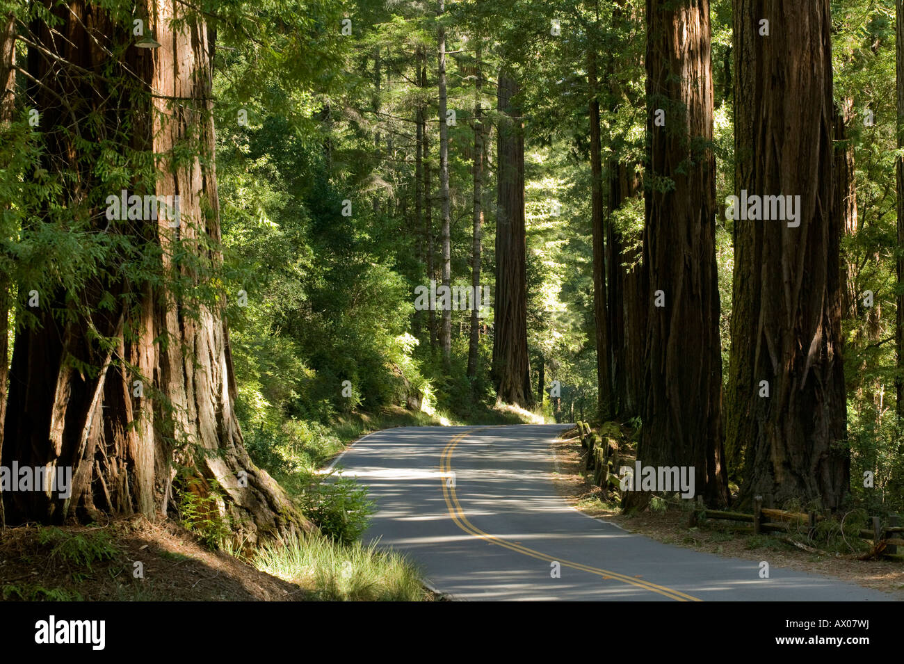 Road through a redwood hi-res stock photography and images - Alamy
