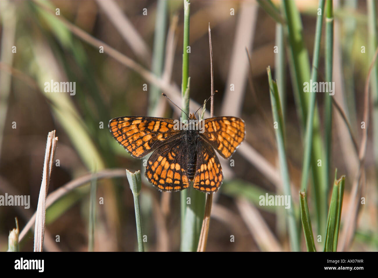Northern Checkerspot butterfly Chlosyne palla on grass with wings fully ...