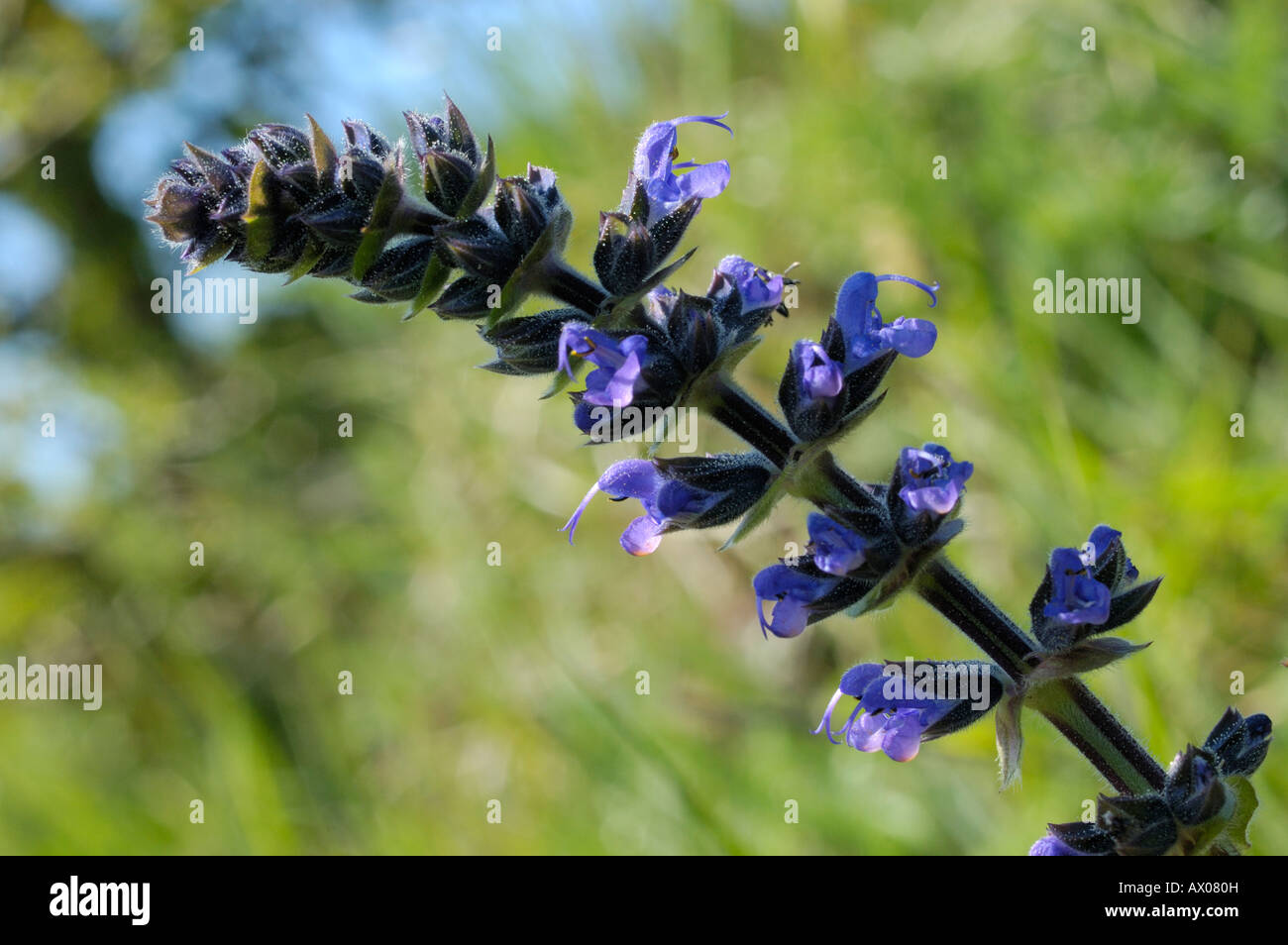 Wild Clary, salvia verbenaca Stock Photo - Alamy