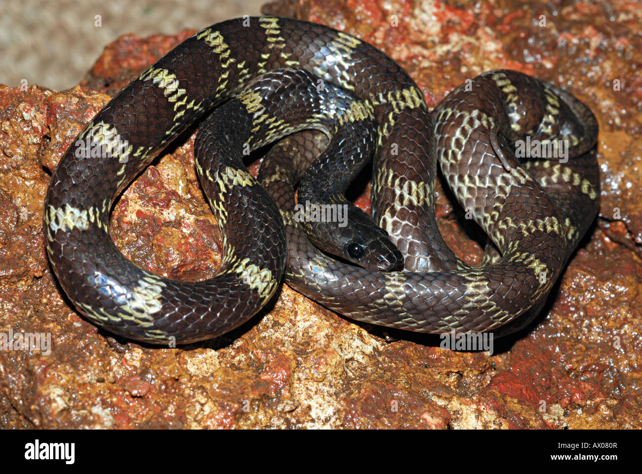 TRAVANCORE WOLF SNAKE, Lycodon travancoricus. Non Venomous, Common ...