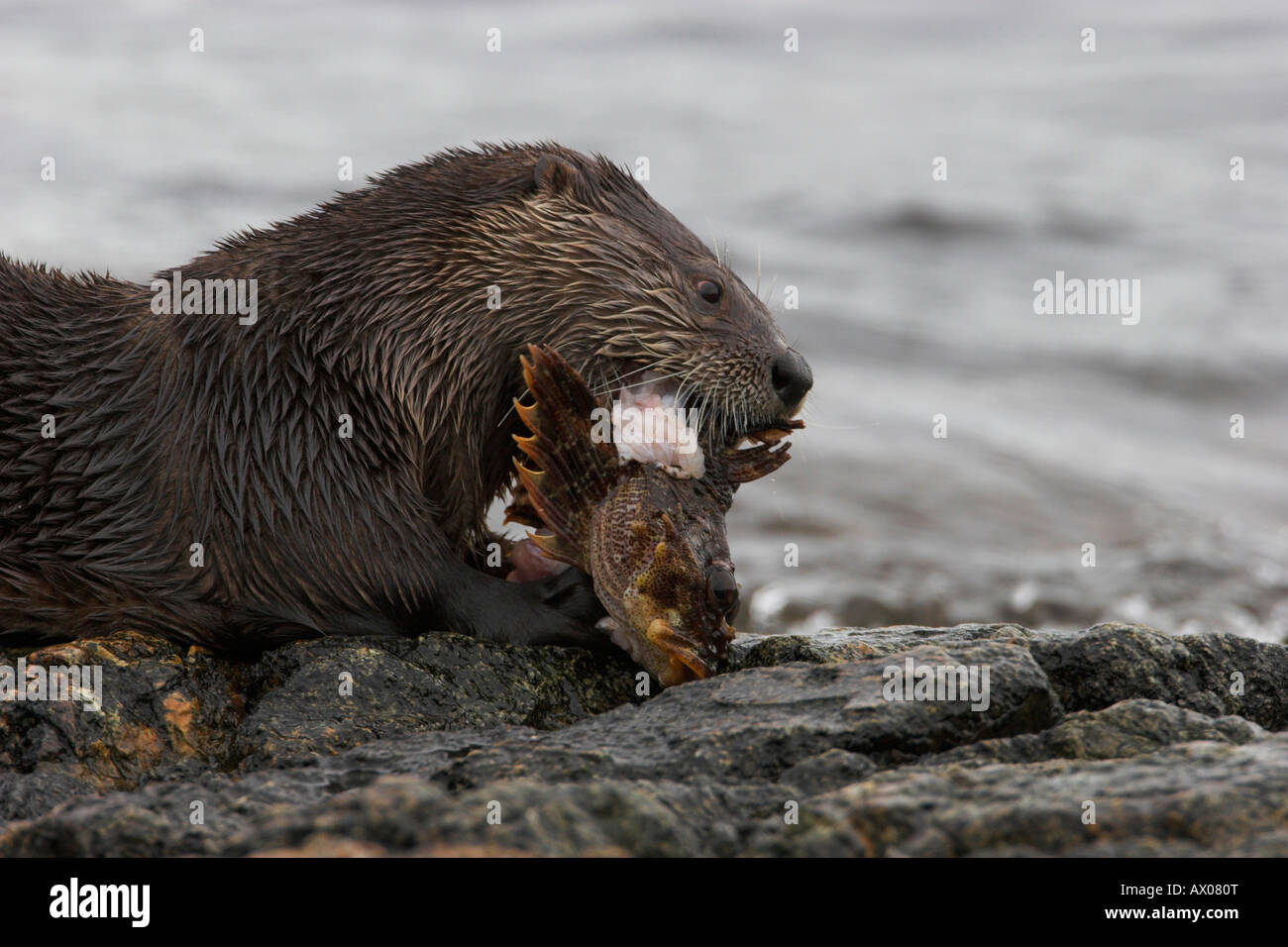Otter devouring fish hi-res stock photography and images - Alamy