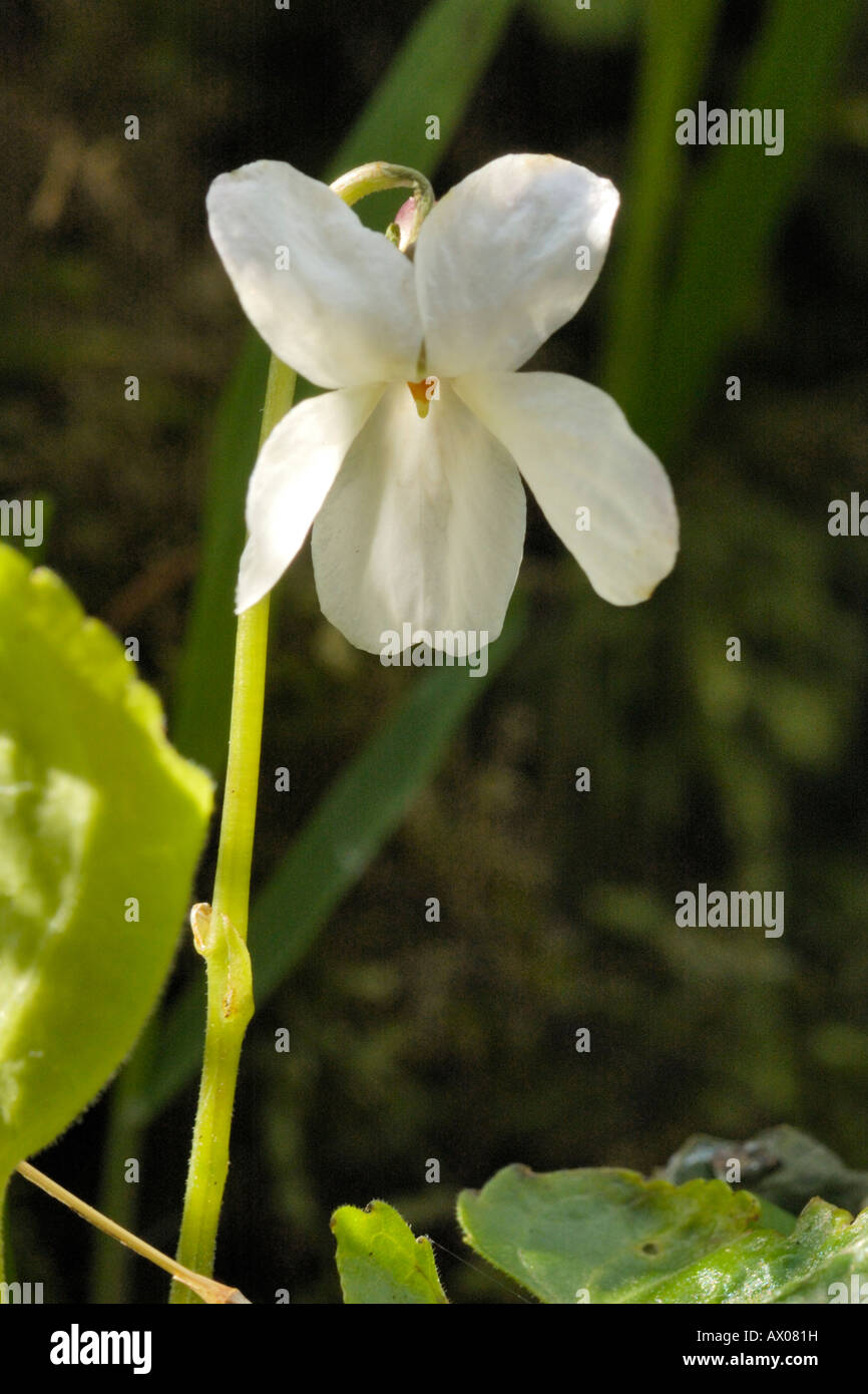 Sweet Violet, Viola odorata, white flower Stock Photo - Alamy