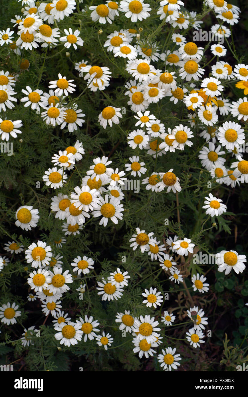 Oxeye daisies Leucanthemum common daisy Asteraceae Stock Photo - Alamy