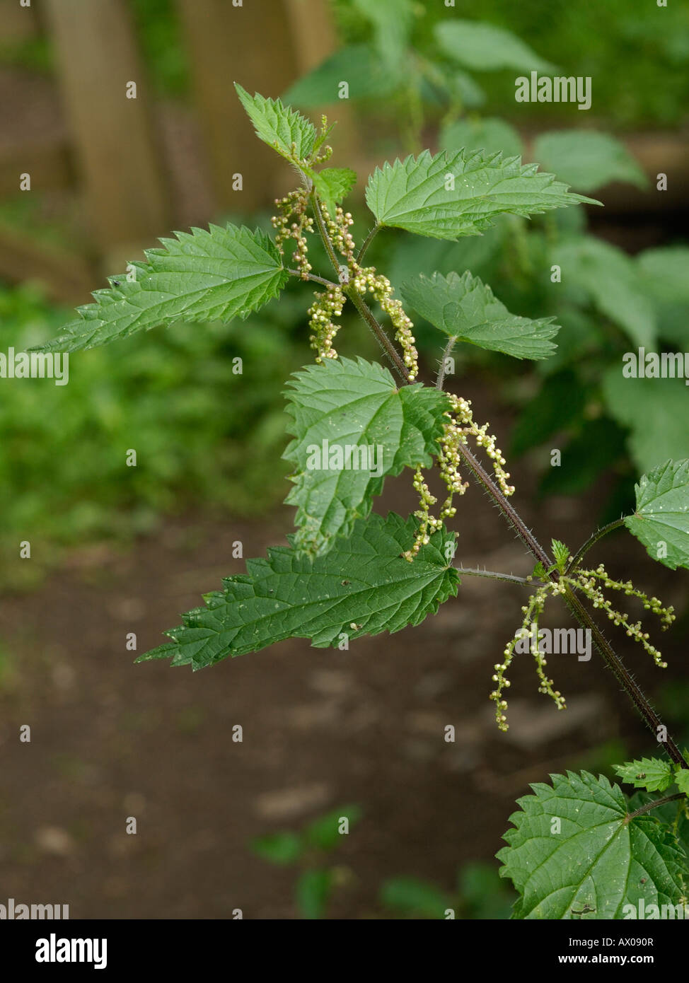 Urtica dioica common nettle hi-res stock photography and images - Alamy
