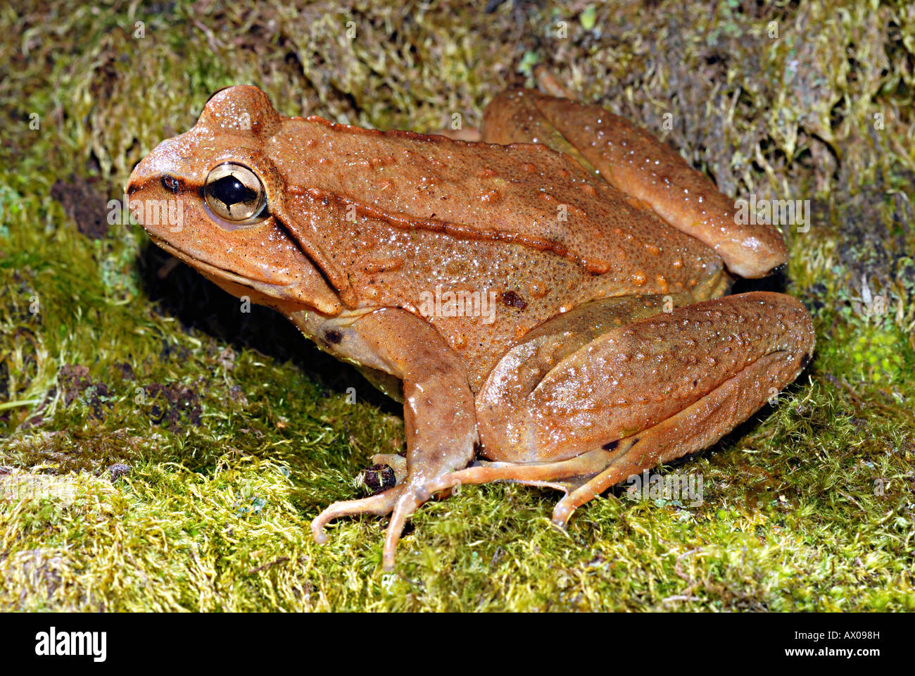 Paa and (frog or toad) hi-res stock photography and images - Alamy