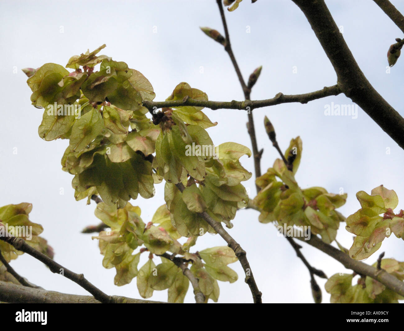 Witch elm tree hi-res stock photography and images - Alamy