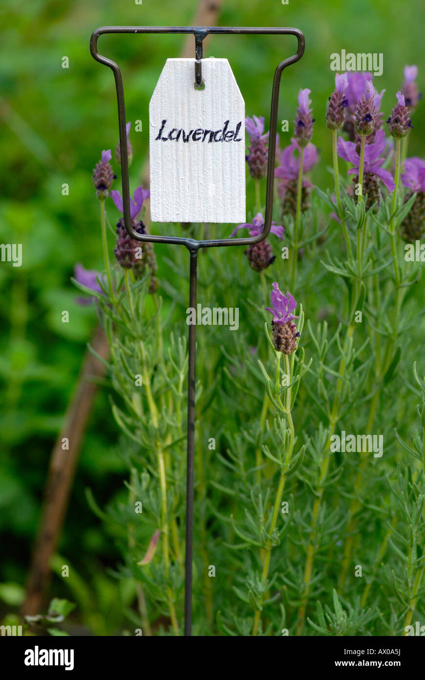 Sign reading "Lavendel" (lavender) next to lavender plants in an herb ...