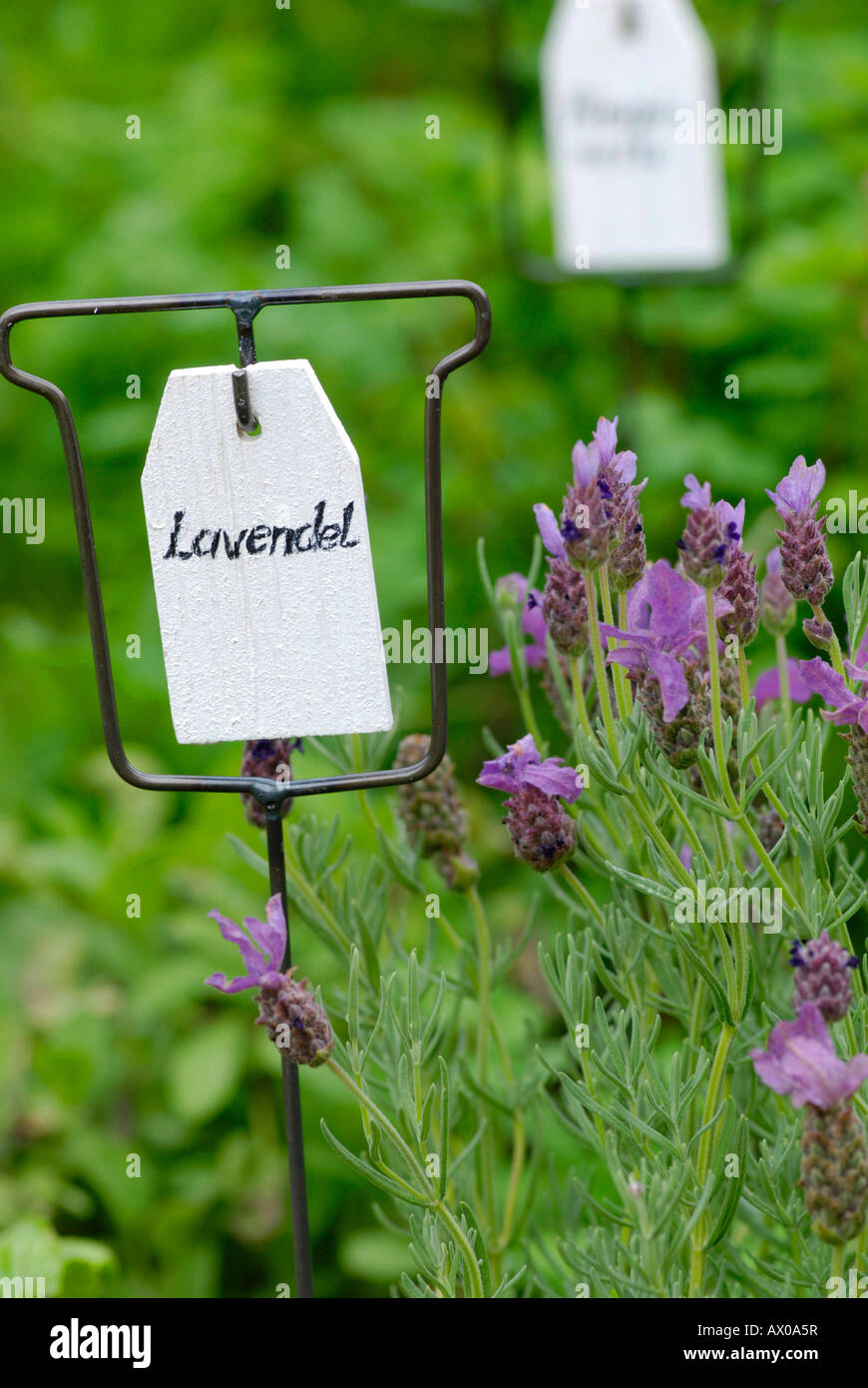 Sign reading "Lavendel" (lavender) next to lavender plants in an herb ...
