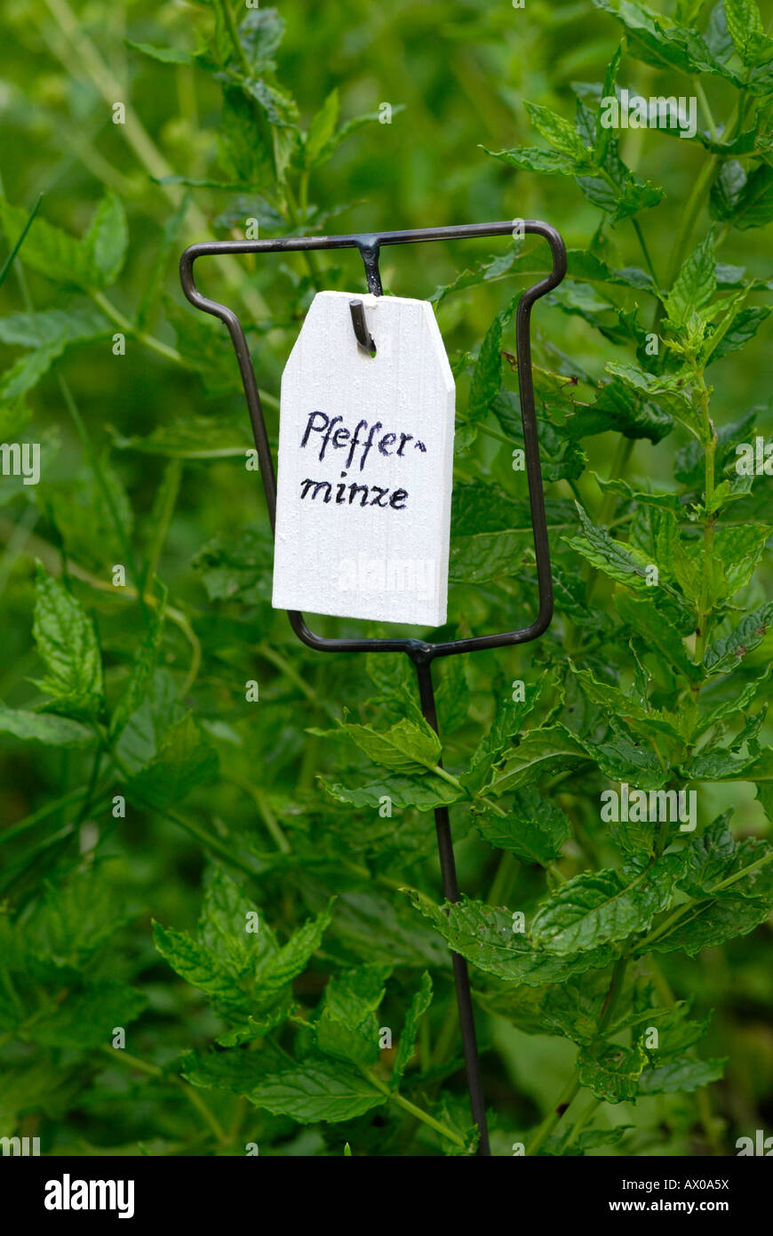 Sign reading "Pfefferminze" (peppermint) next to peppermint plants in ...