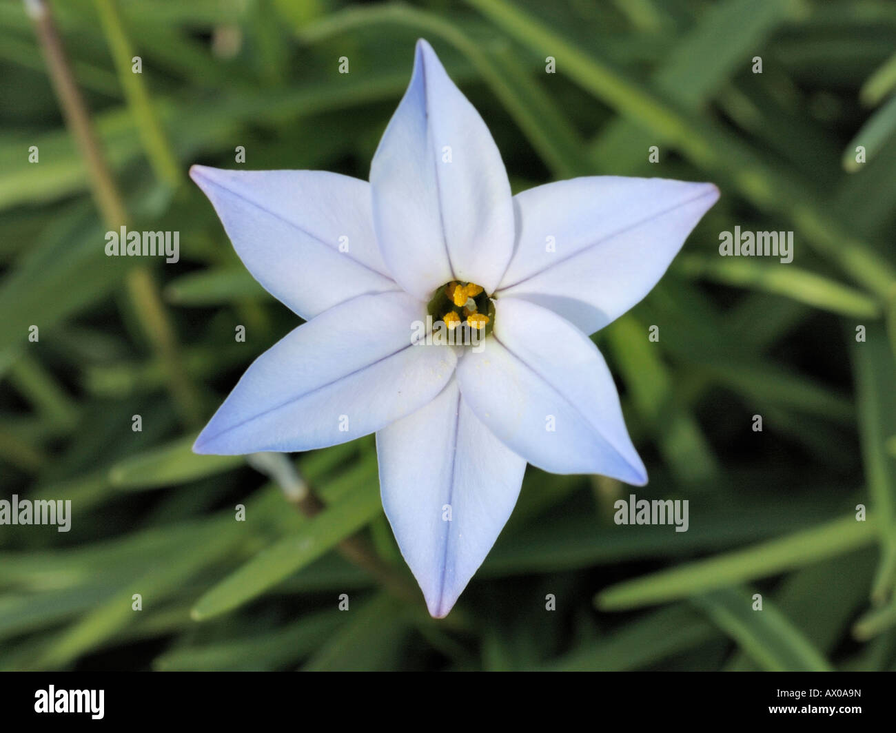 Spring star flower hi-res stock photography and images - Alamy