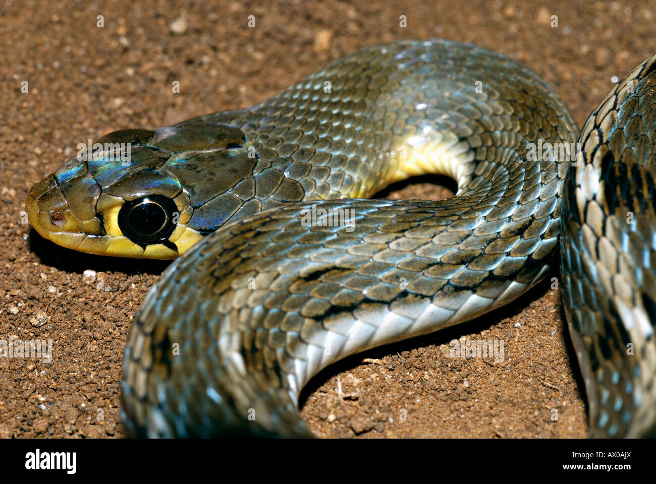 Common keelback snake hi-res stock photography and images - Alamy