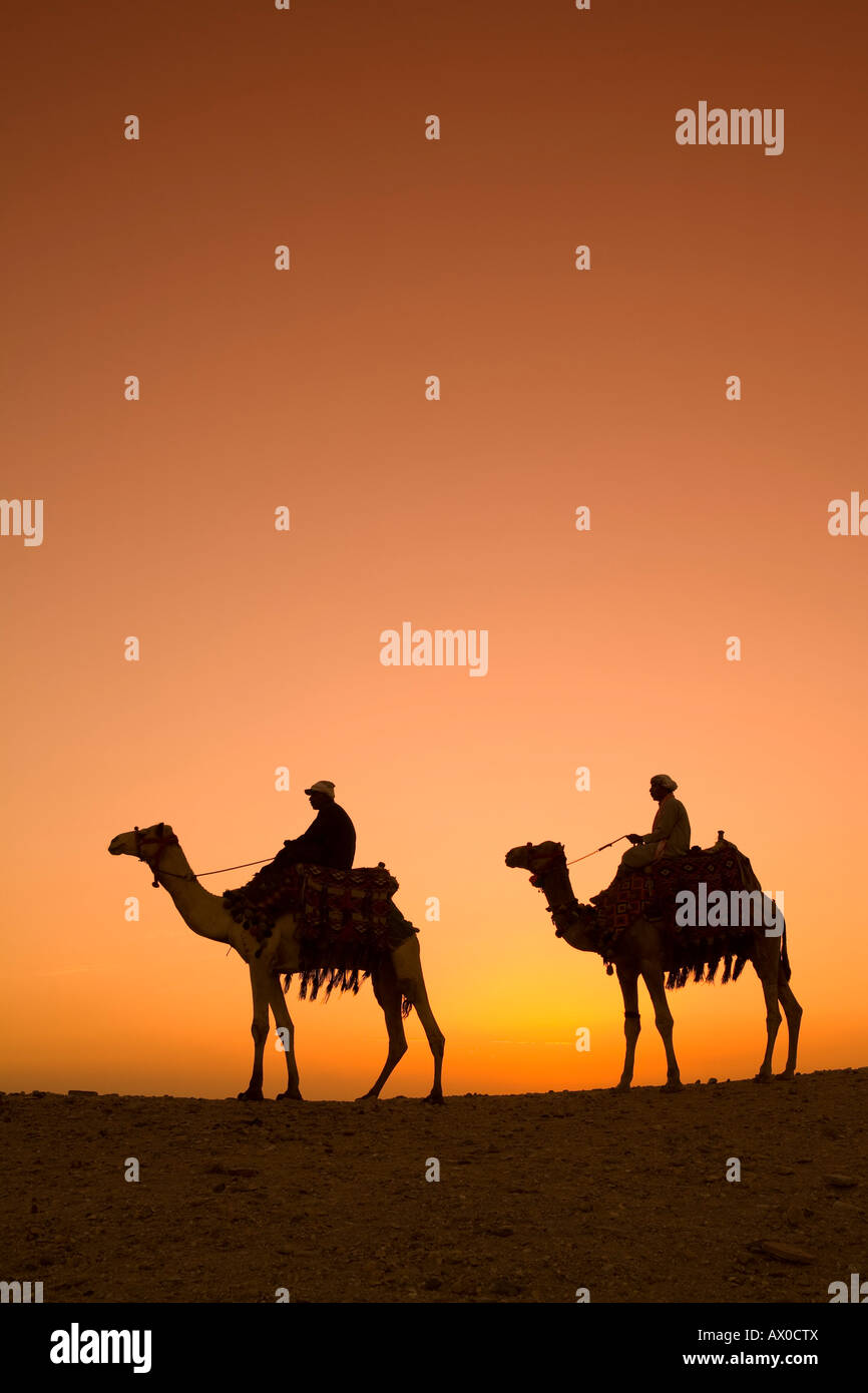 Egypt Camels Sunset High Resolution Stock Photography and Images - Alamy