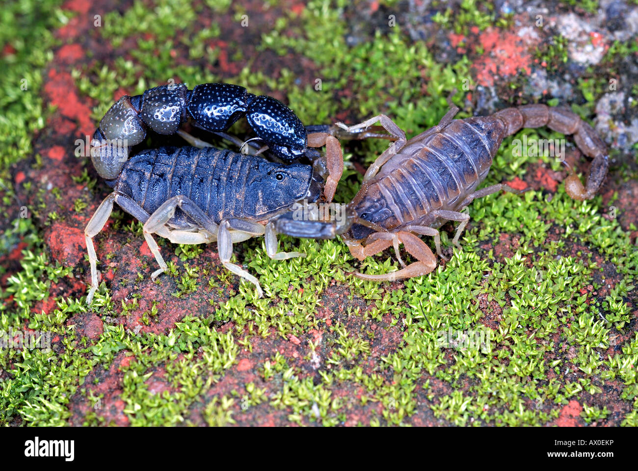 Orthochirus scrobiculosus, Cannibalism. A common phenominan in ...