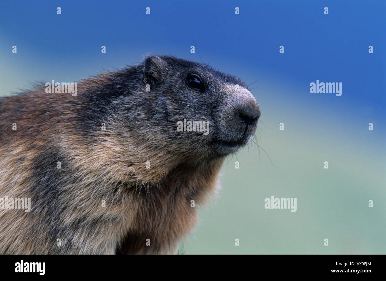 Alpine Marmot (Marmota marmota), portrait of adult marmot, close-up ...