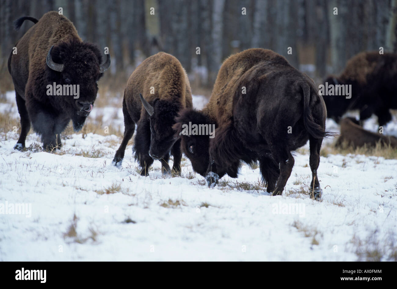 American Buffalo, Bison (Bison bison), Bison, two cows matching their ...