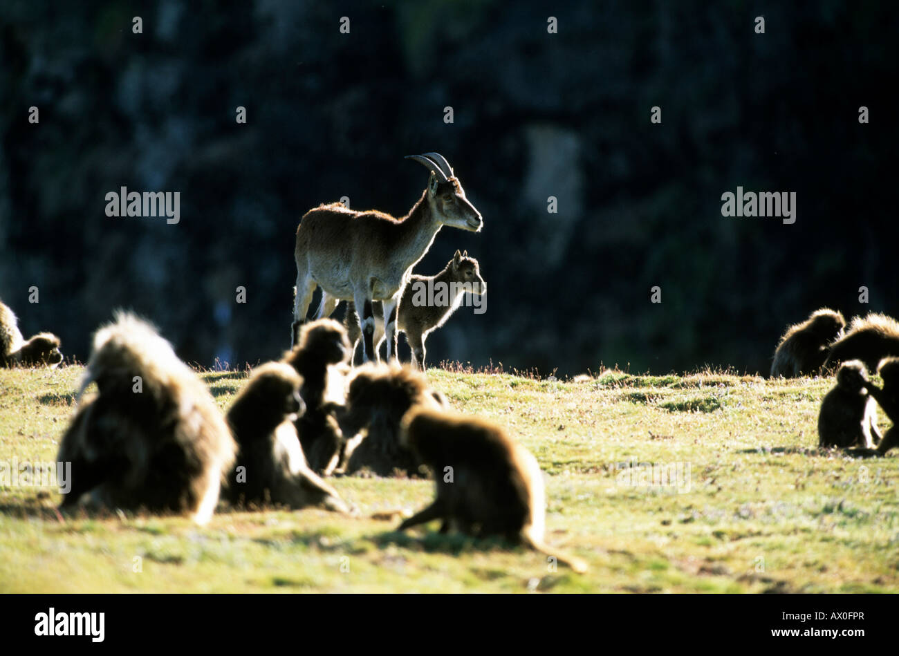 Ethiopien Ibex (Capra walie), Female Walia with young on backlight with ...