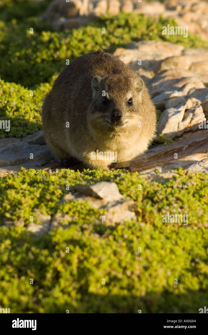 A Dassie, Rock Hyrax, Petromus typicus, feeding on grasses between ...