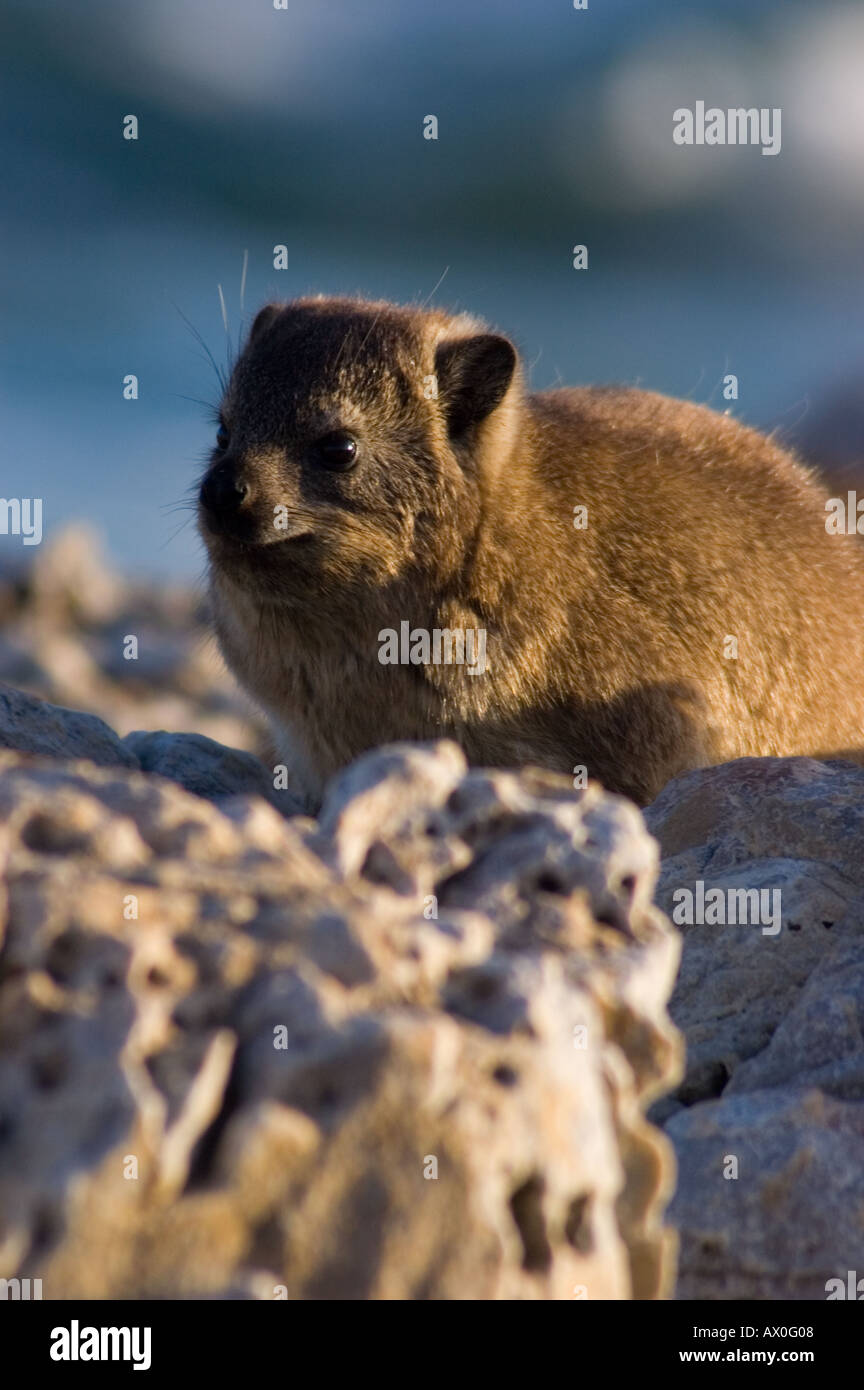 Petromus typicus hi-res stock photography and images - Alamy
