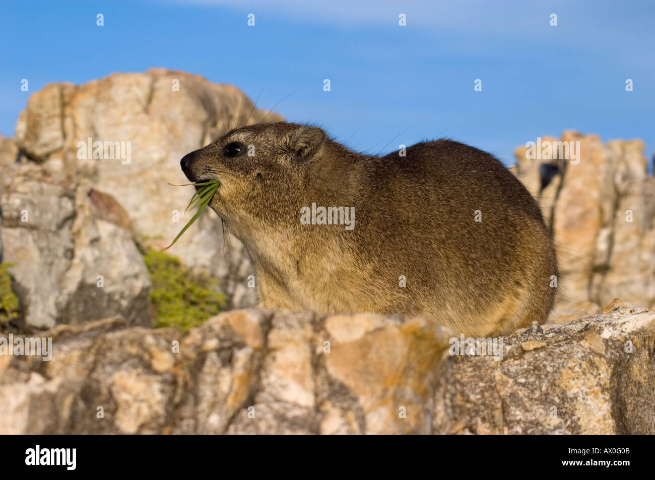 A Dassie, Rock Hyrax, Petromus typicus, feeding on grasses between ...