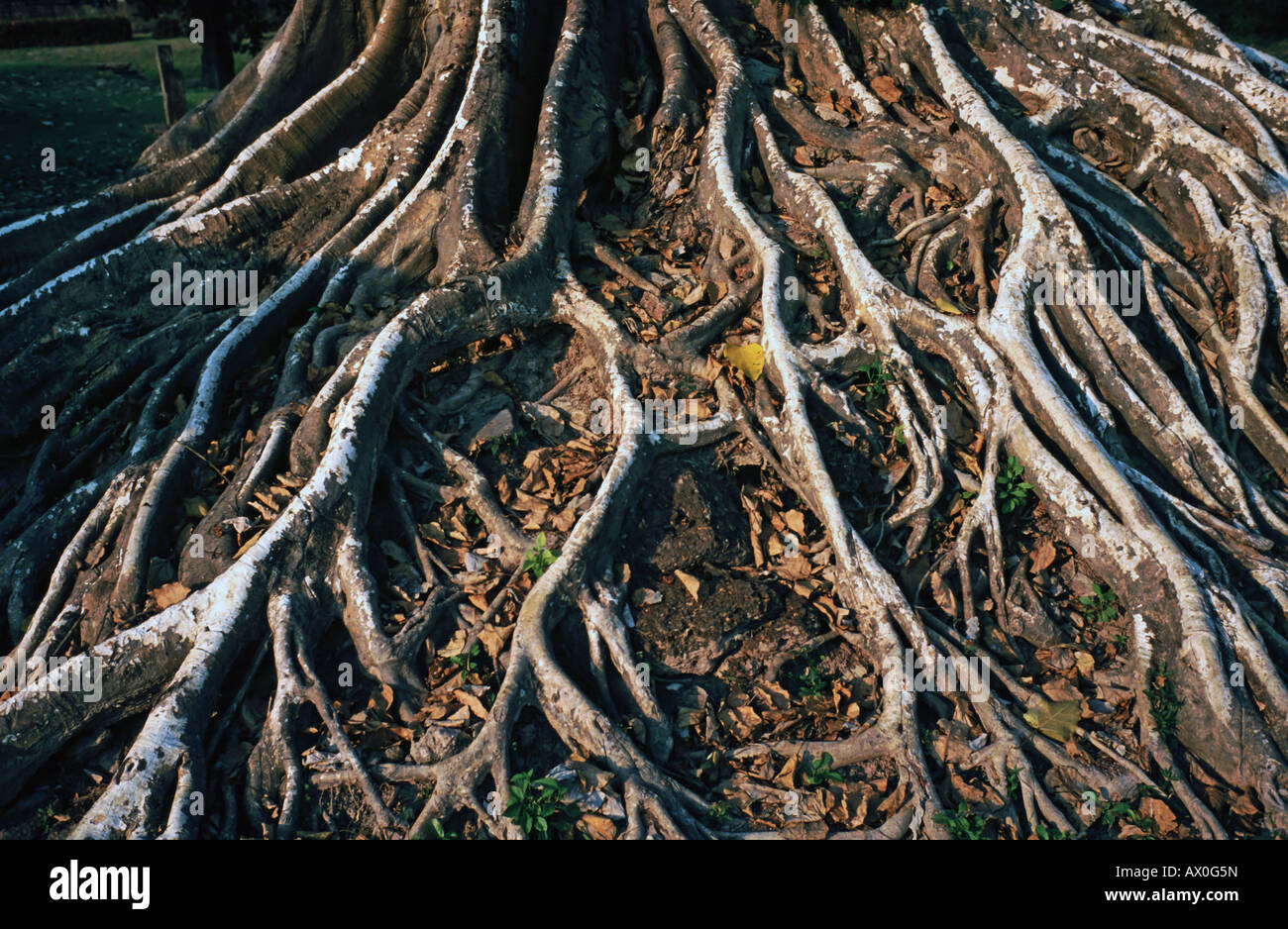 Banyan Tree, Ficus bengalensis, Fig Tree, roots, Thailand, Asia Stock ...