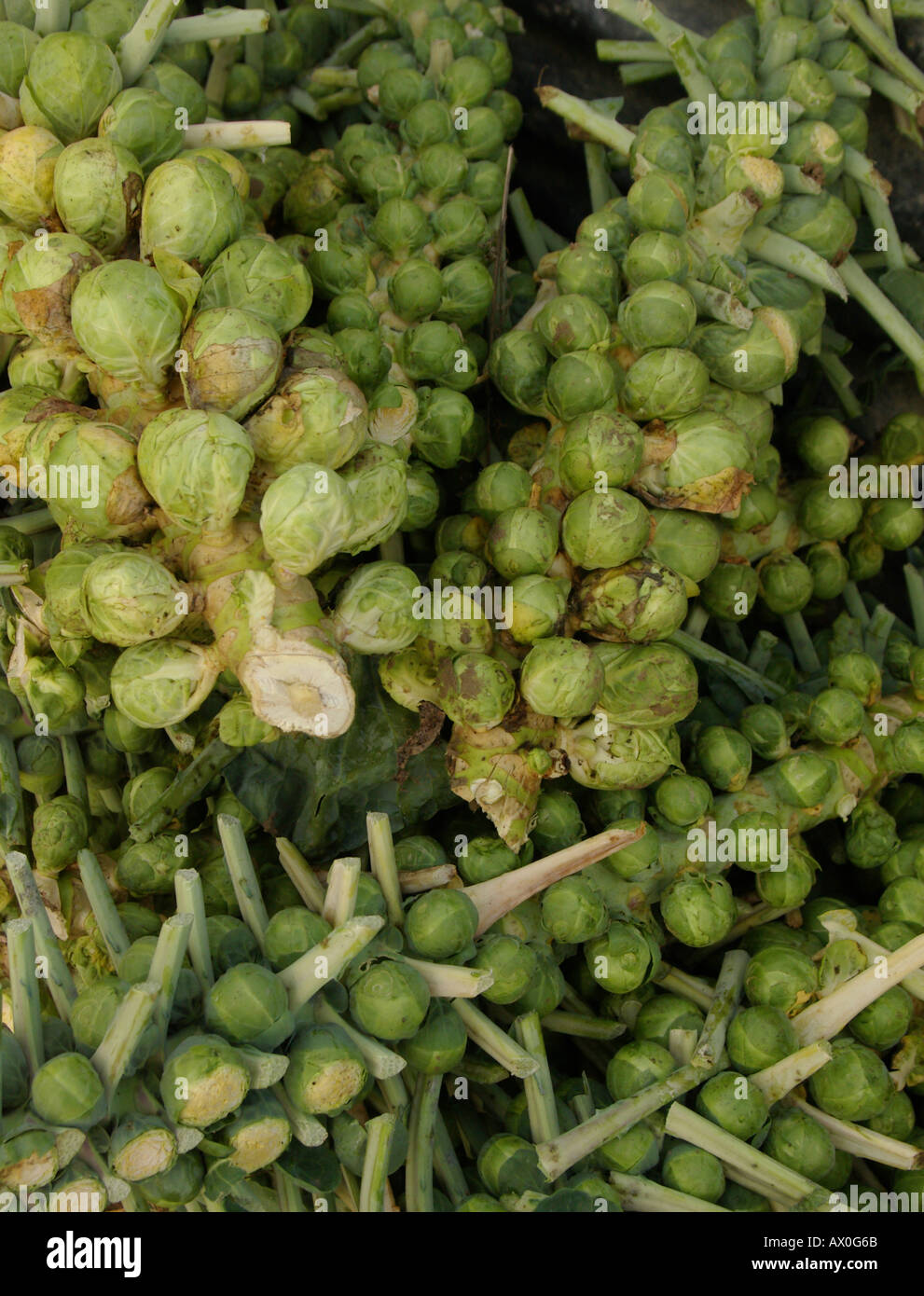 Brussel Sprouts on Stalks Stock Photo - Alamy