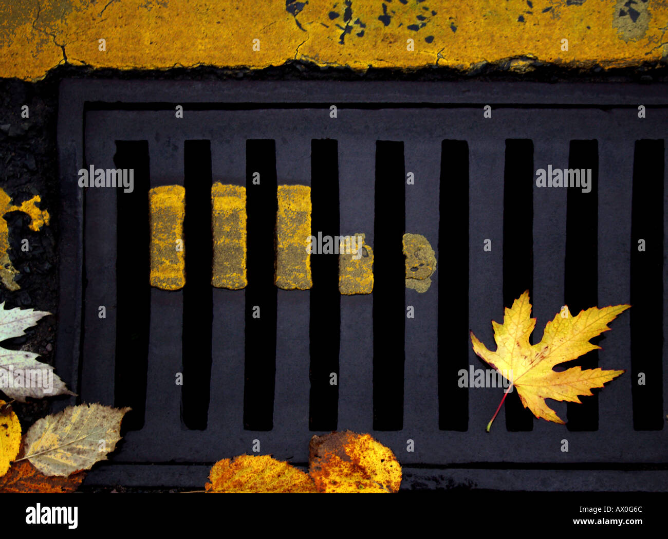 Conceptual Autumn Image of Leaves and Drain featuring yellow lines ...