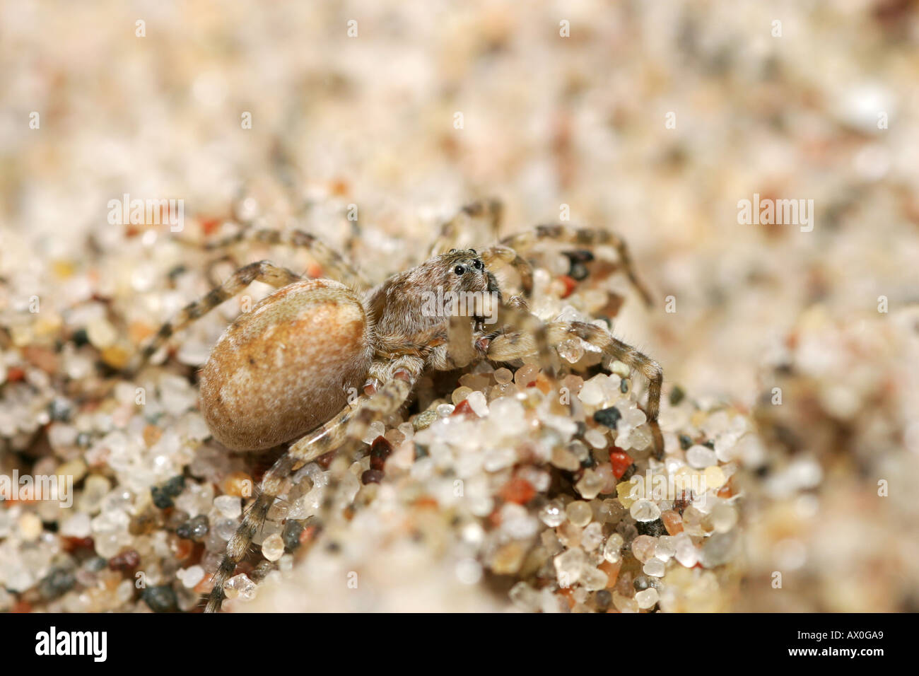 Sand camouflaged Arctosa cinerea spider, a Wolf spider, on the beach of ...