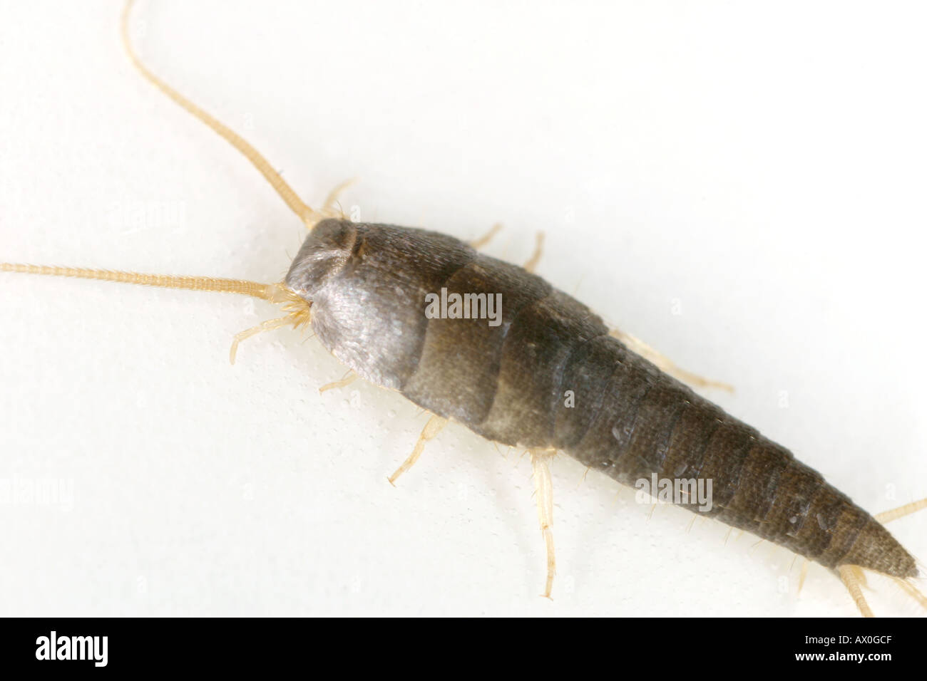 Silverfish close up hi-res stock photography and images - Alamy