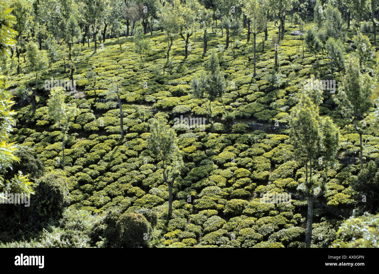 Tea plantations and Eucalyptus trees, Tamil Nadu, India, Asia Stock ...