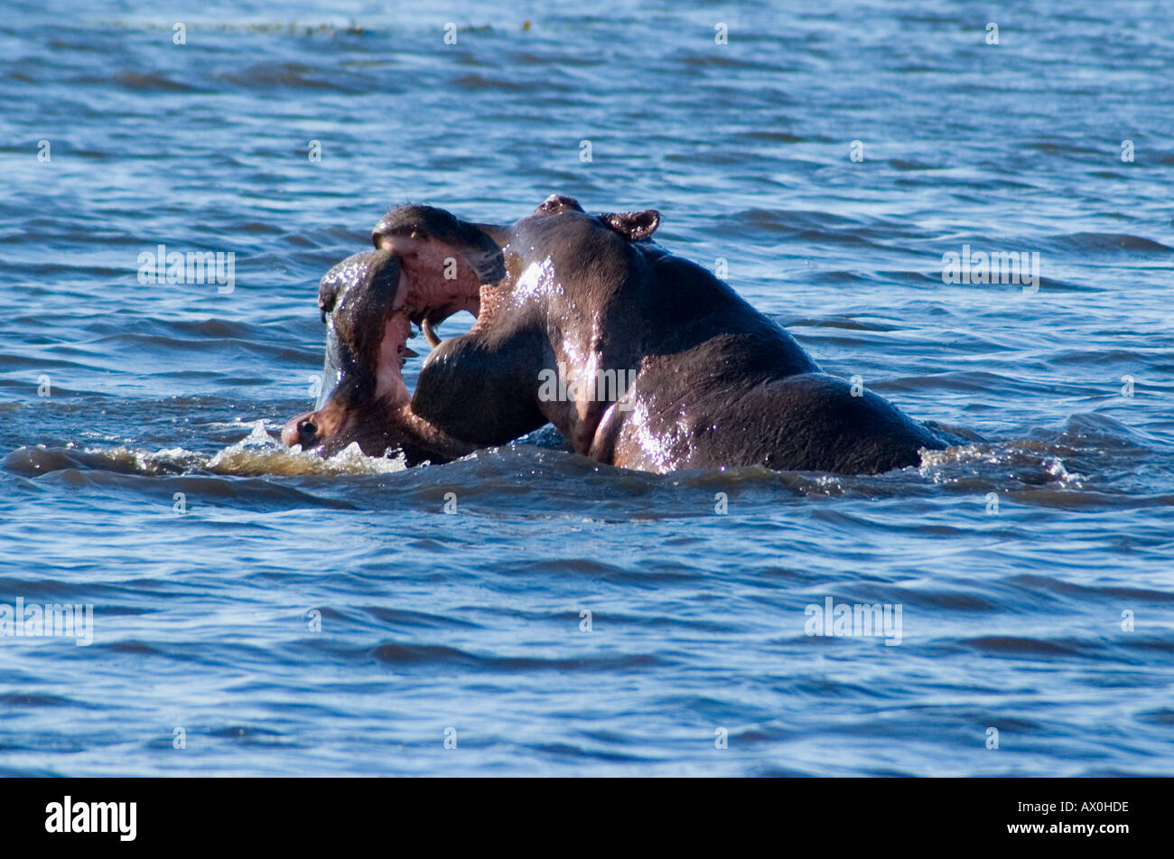 Hippo bite hi-res stock photography and images - Alamy