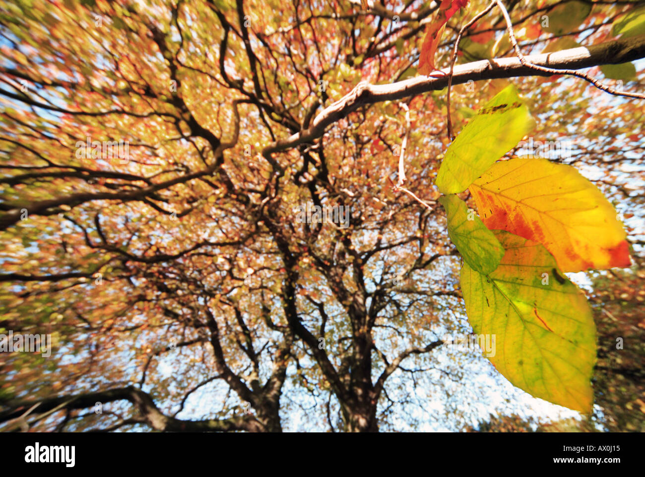 Upshot Tree High Resolution Stock Photography and Images - Alamy