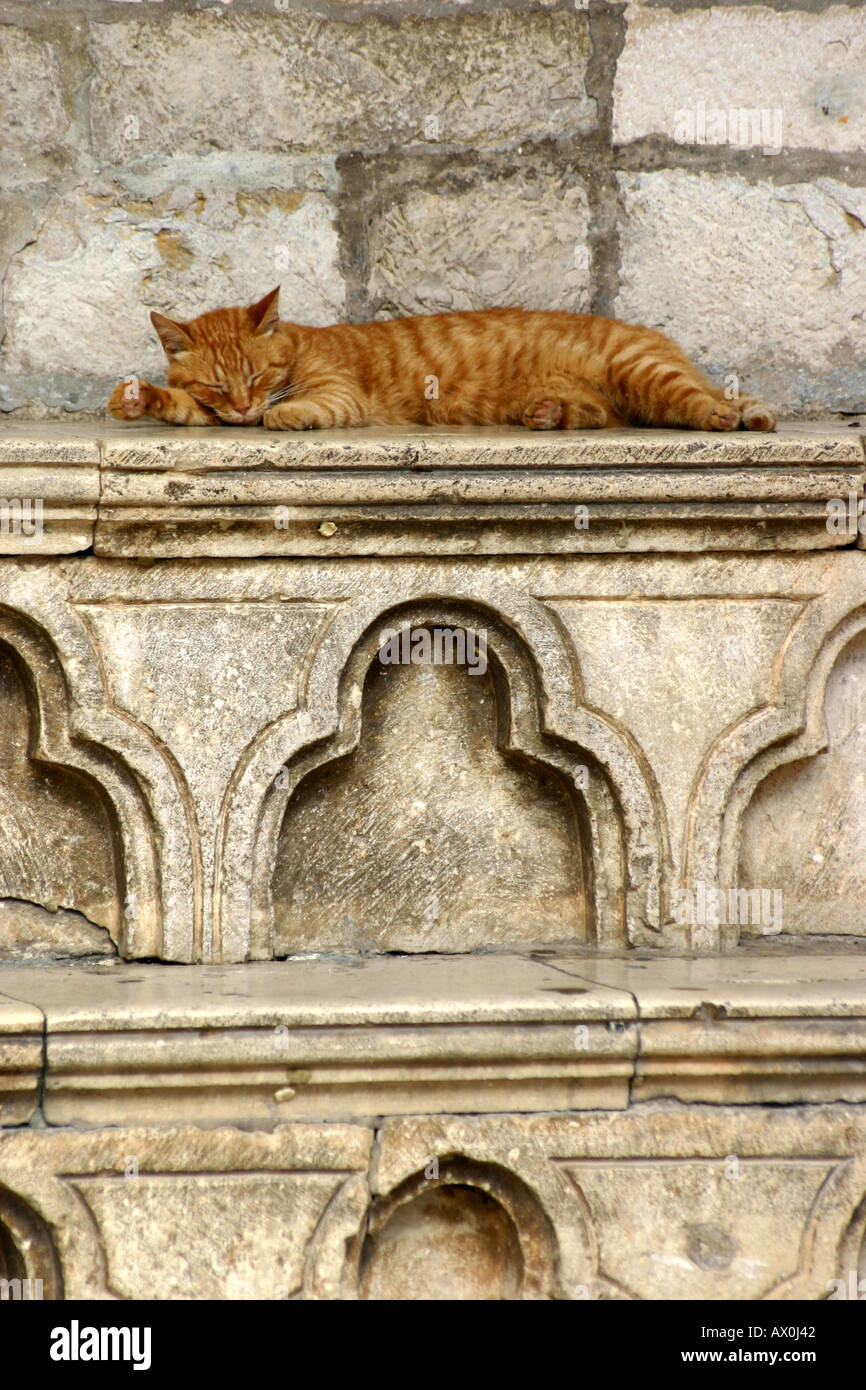 Palace cat hi-res stock photography and images - Alamy