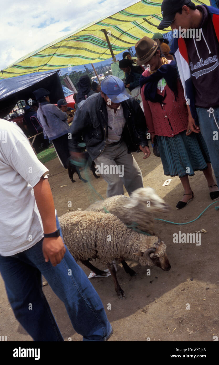 Man selling his sheep at the Sunday market in Otavalo Stock Photo - Alamy