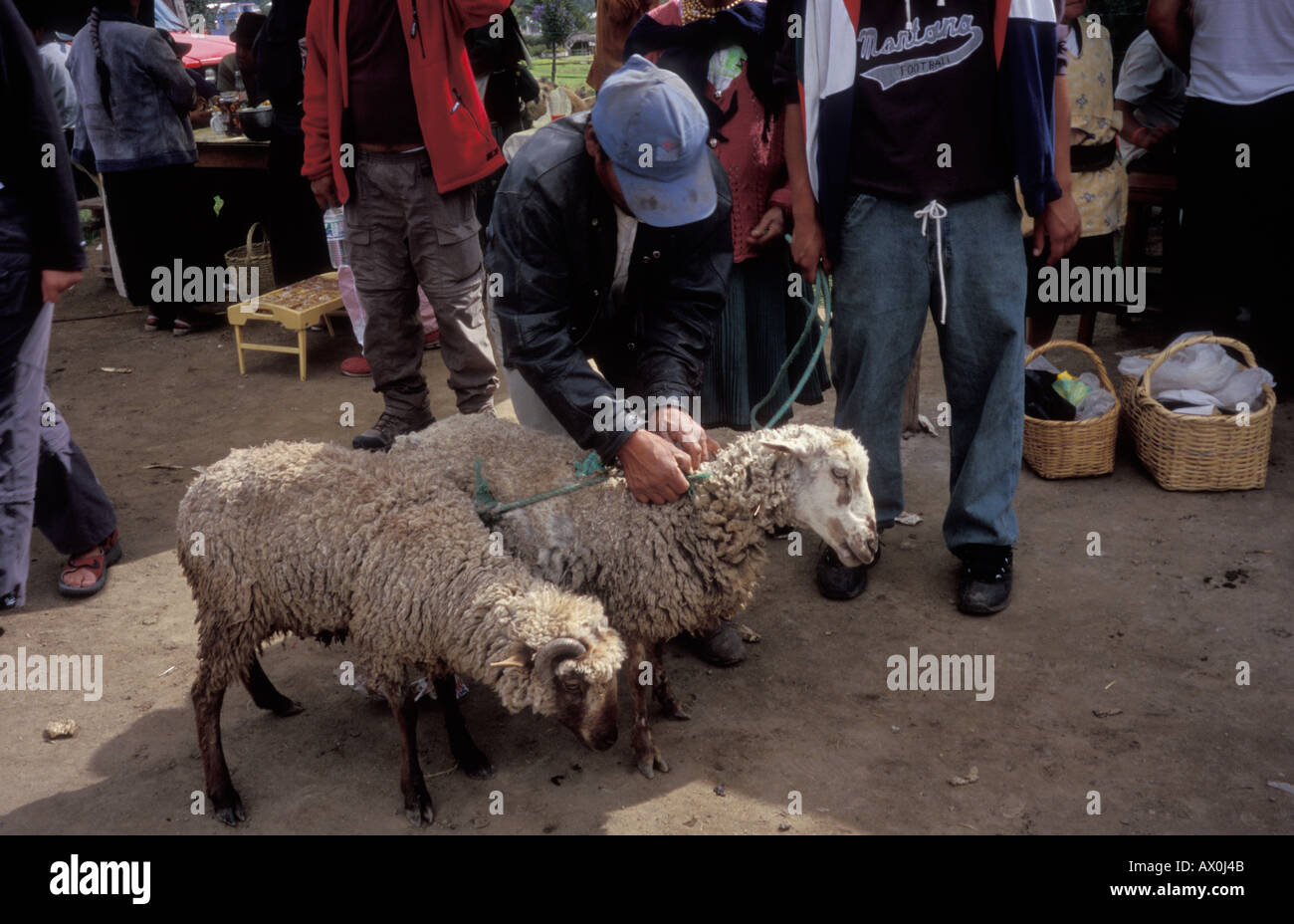 Selling sheep hi-res stock photography and images - Alamy