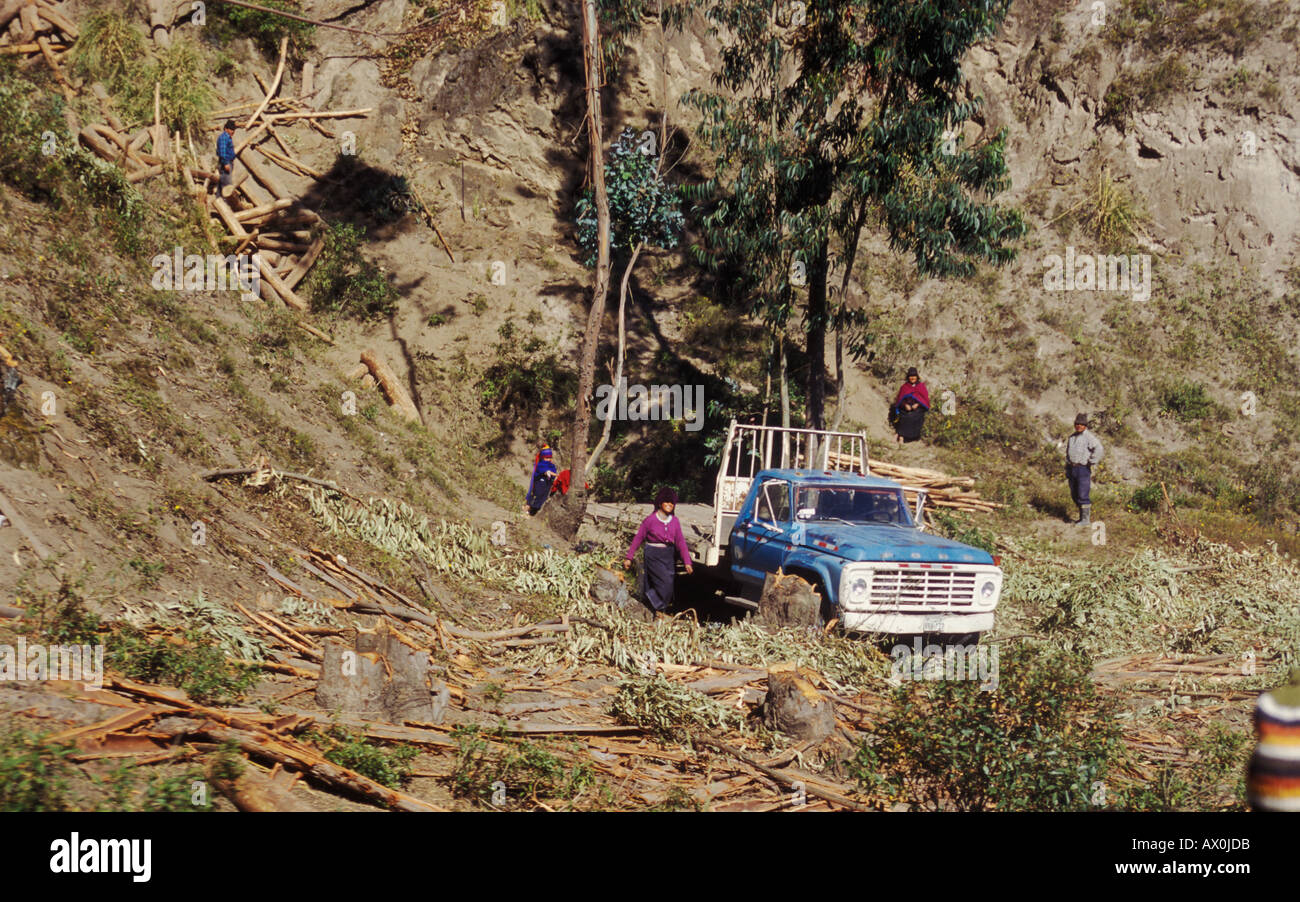 People cutting down trees hi-res stock photography and images - Alamy