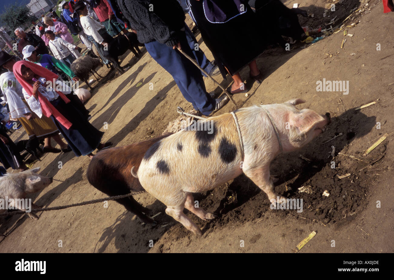 Livestock trading in sunday hi-res stock photography and images - Alamy