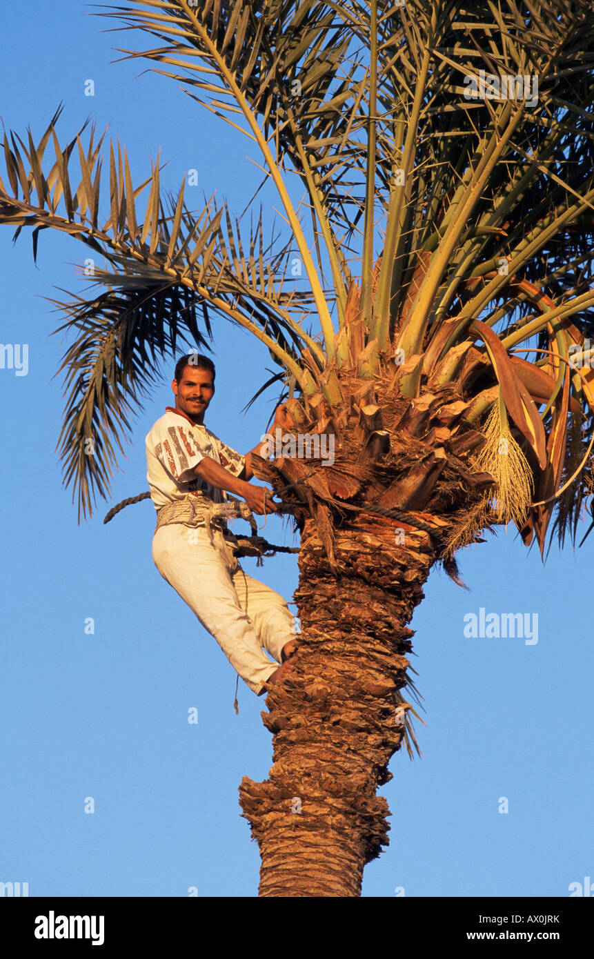 Man climbing palm tree, Aqaba, Jordan Stock Photo - Alamy