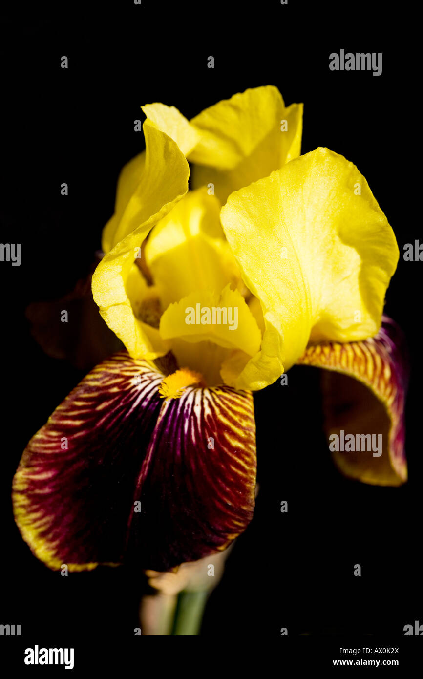 Pictorial flora hi-res stock photography and images - Alamy
