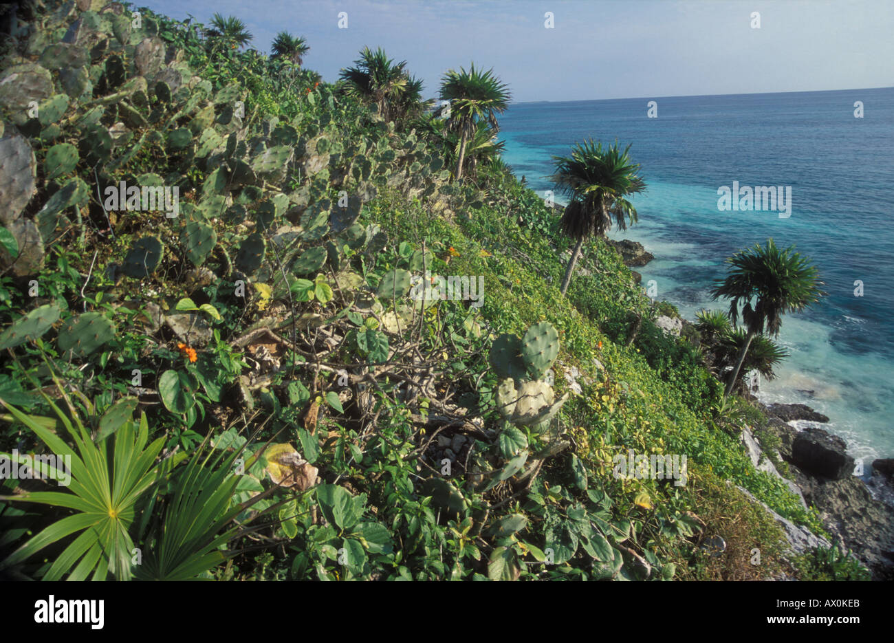Vegetation with Cactus and Yucca along carribean coast of Yucatan ...
