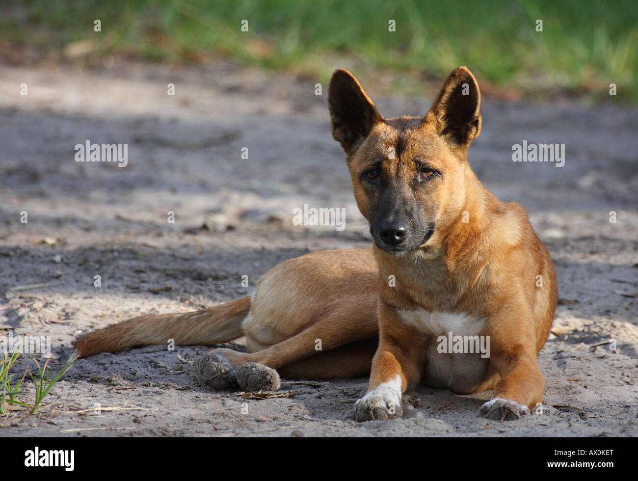Dingo, canis lupus dingo, single adult lying down Stock Photo - Alamy
