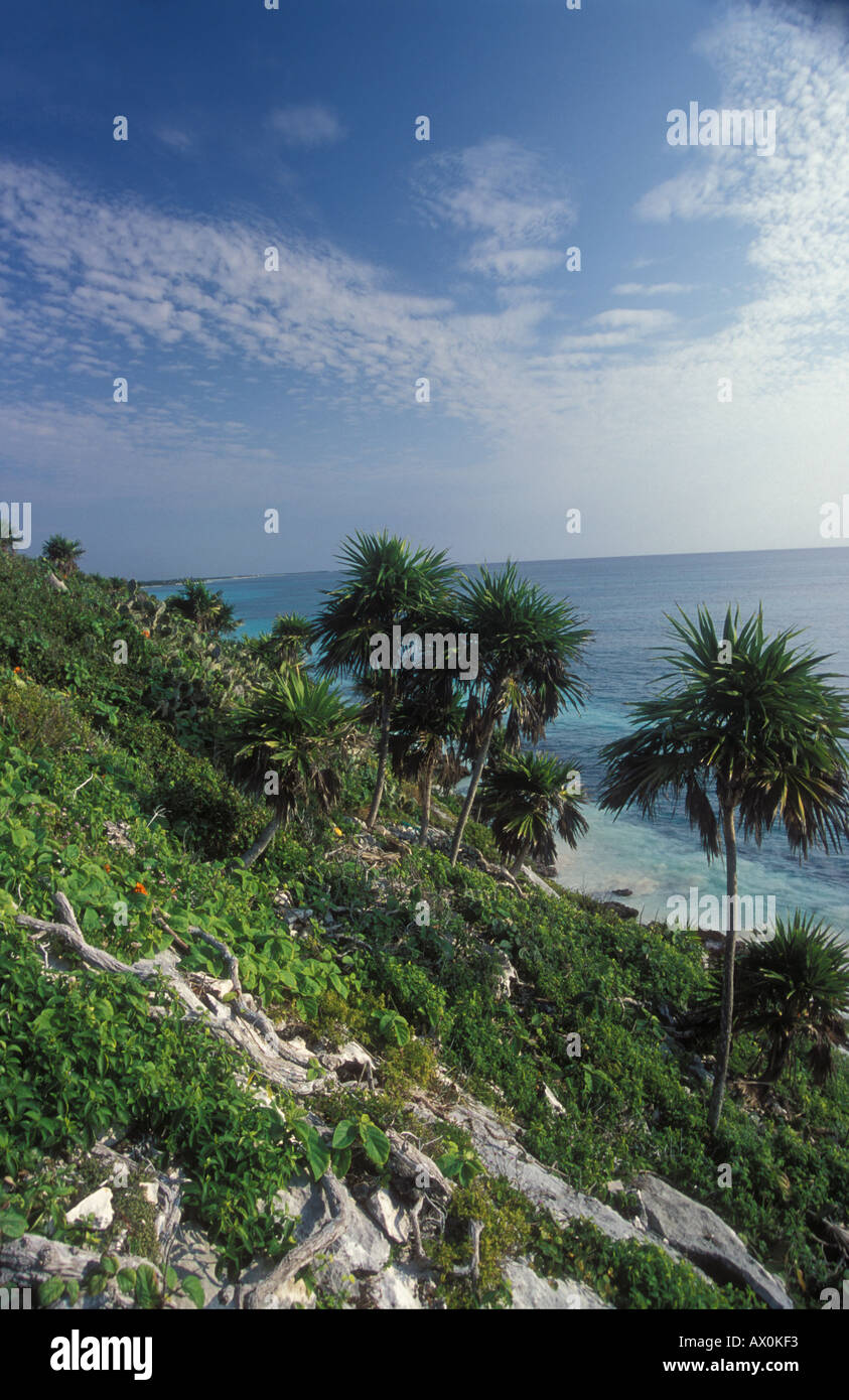 Vegetation with cactus and Yucca along carribean coast at Tulum Yucatan ...
