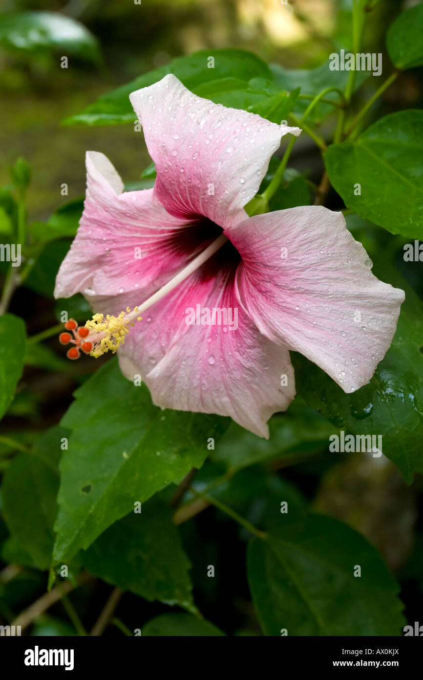 Hibiscus close-up, Okau Village, Yap, Federated States of Micronesia ...