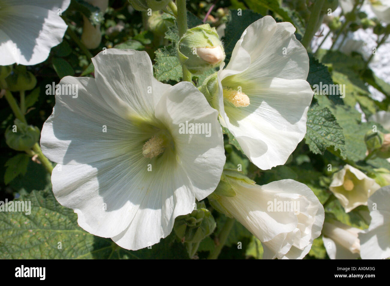 Hollyhock Althaea rosea Stock Photo - Alamy