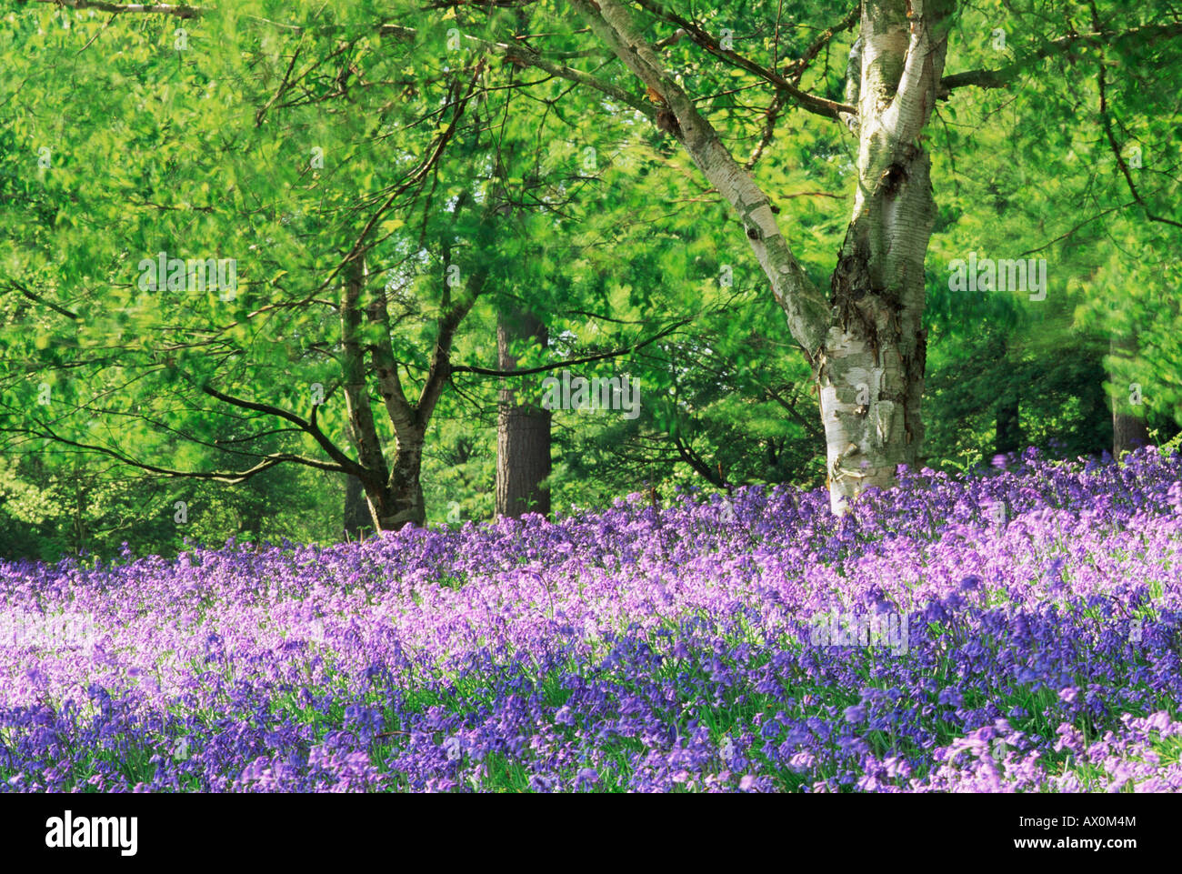 Bluebells in woods, Springtime Stock Photo - Alamy