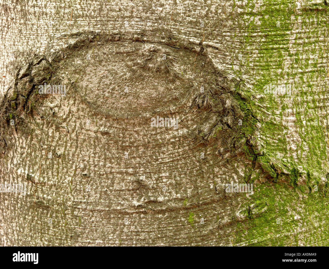 Beech tree bark hi-res stock photography and images - Alamy