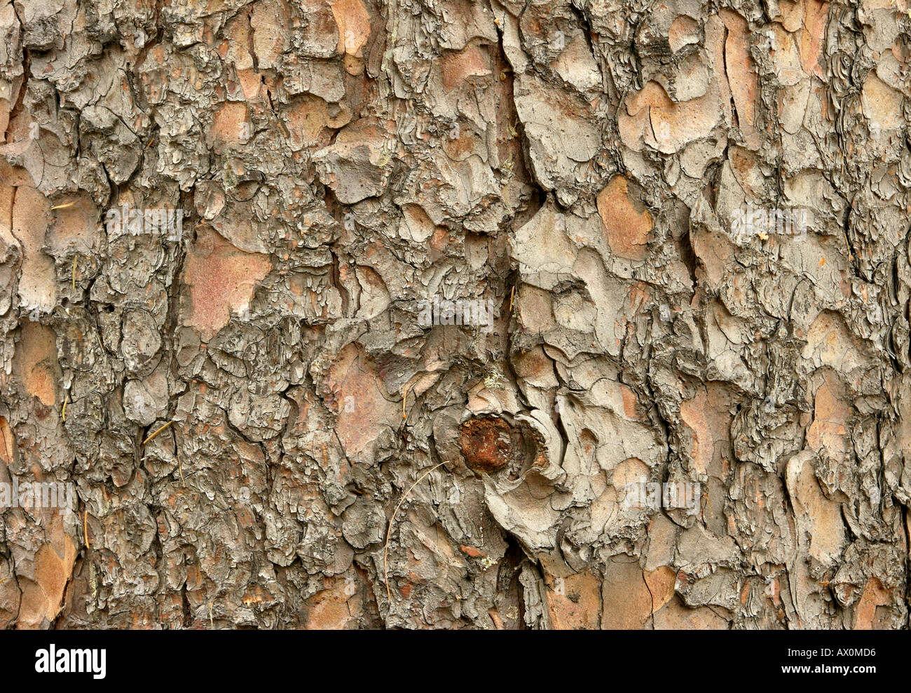 Larix leptolepis hi-res stock photography and images - Alamy