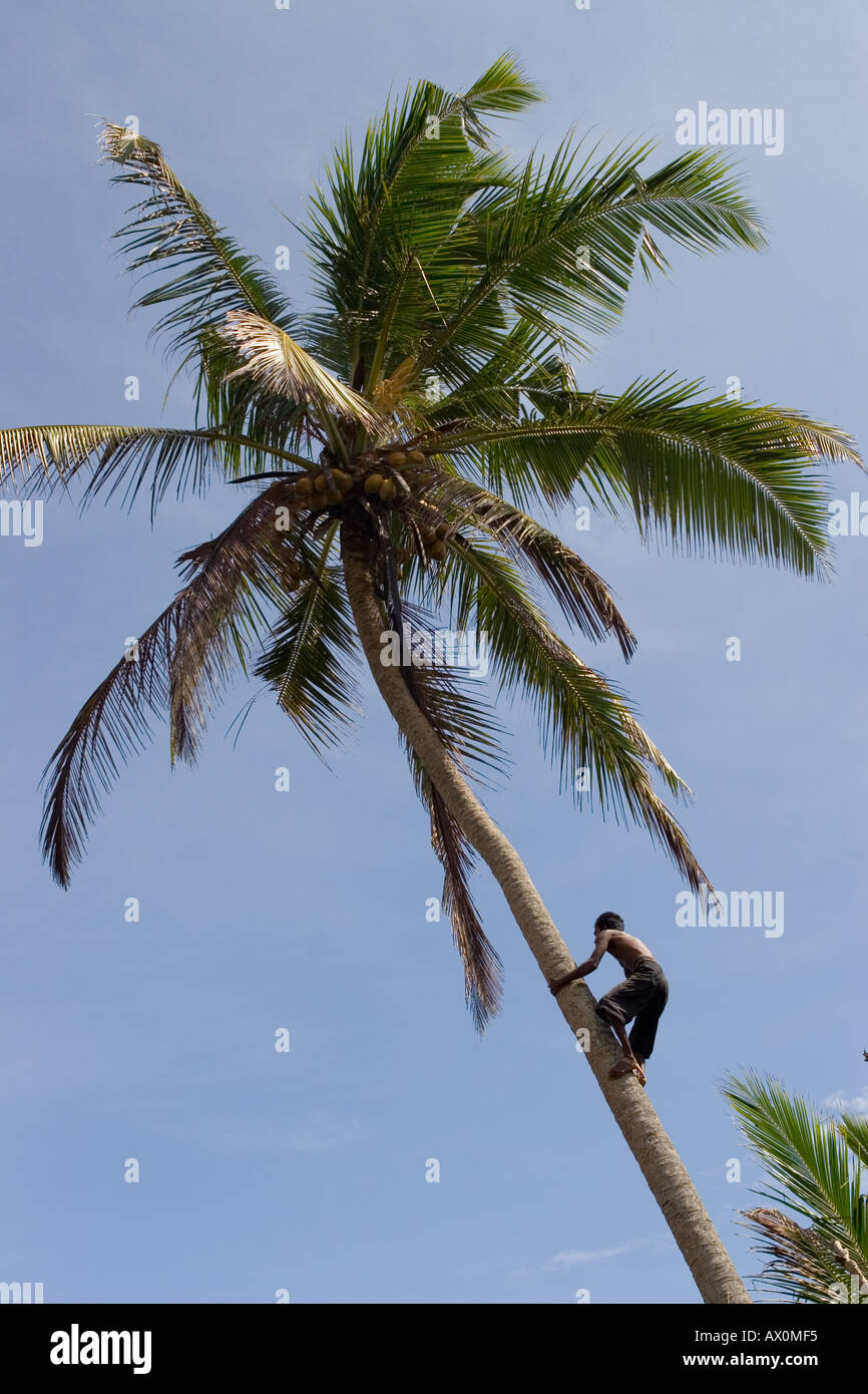 Man climbs the tree hi-res stock photography and images - Alamy