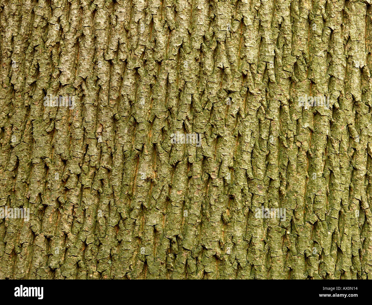 Maple acer platanoides bark maple hi-res stock photography and images ...