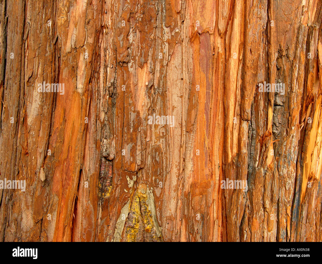 Cypress tree bark Chamaecyparis lawsoniana Stock Photo - Alamy