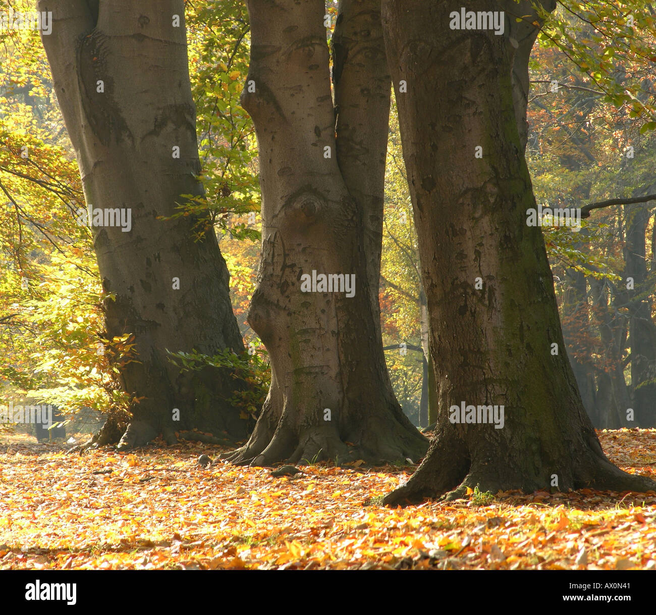 Old beech trees trunks in autumn Fagus sylvatica Stock Photo - Alamy